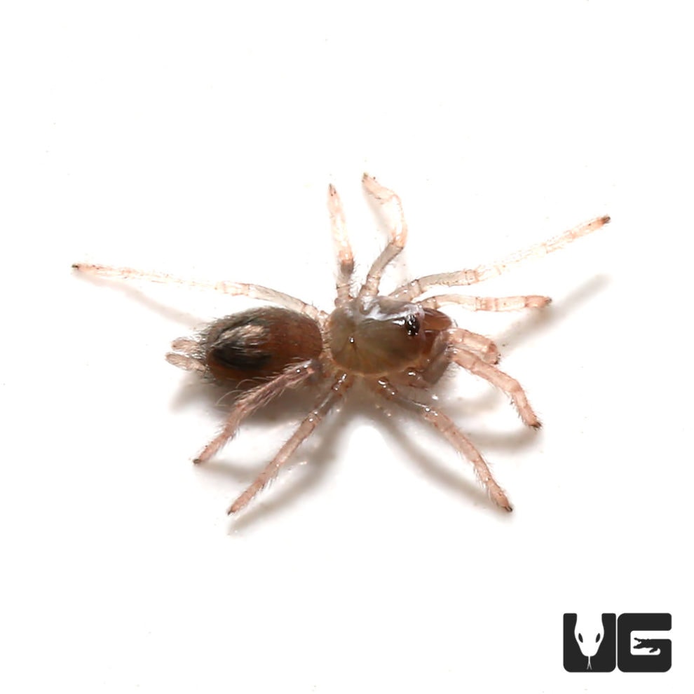 Brazilian Dwarf Pink-leg Tarantula (Kochiana brunnipes) For Sale ...