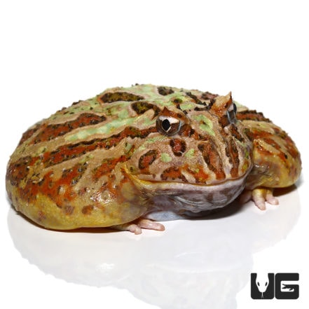 Camo Pacman Frogs For Sale - Underground Reptiles