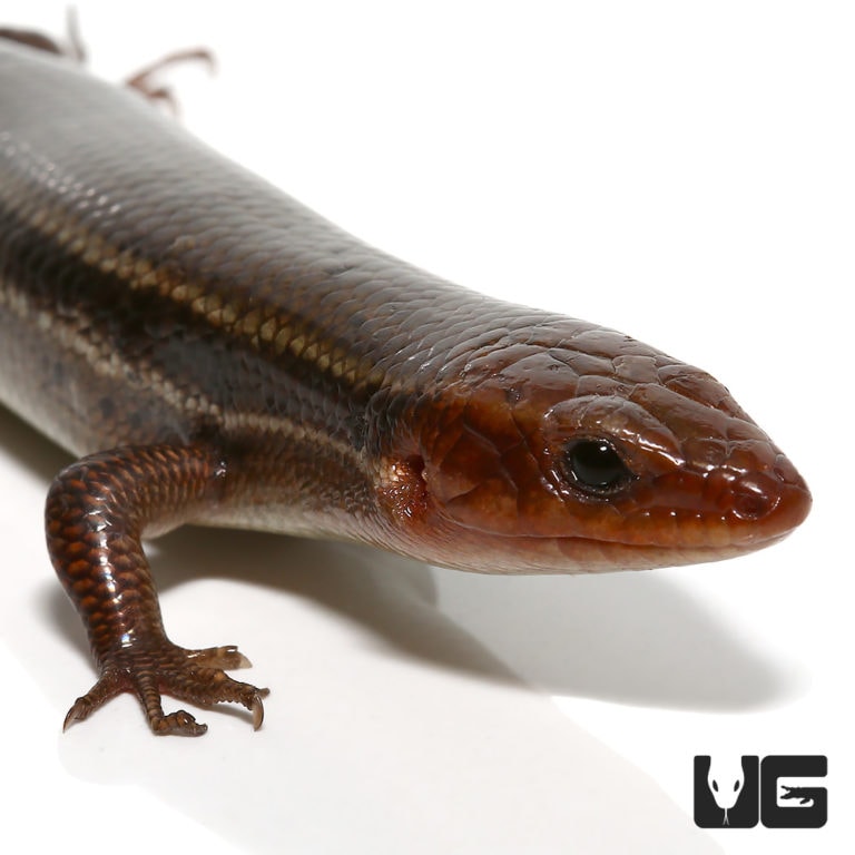 Skinks For Sale - Underground Reptiles