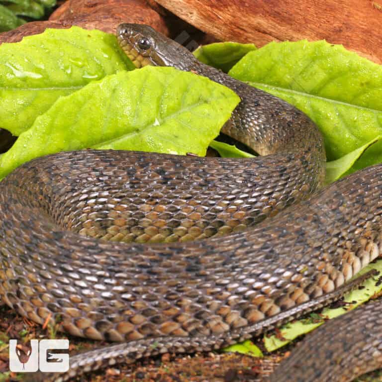 Green Water Snakes For Sale - Underground Reptiles