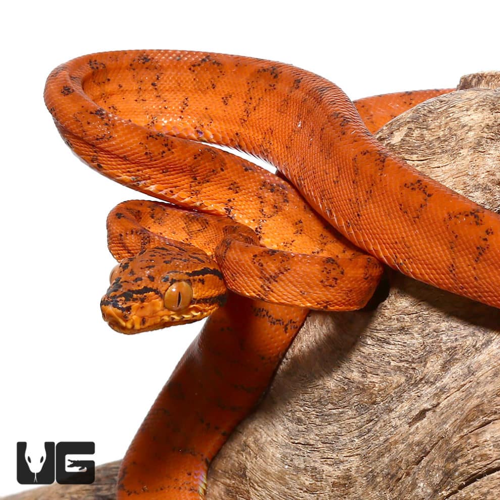 Colored Amazon Tree Boas For Sale - Underground Reptiles