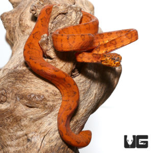Colored Amazon Tree Boas For Sale - Underground Reptiles