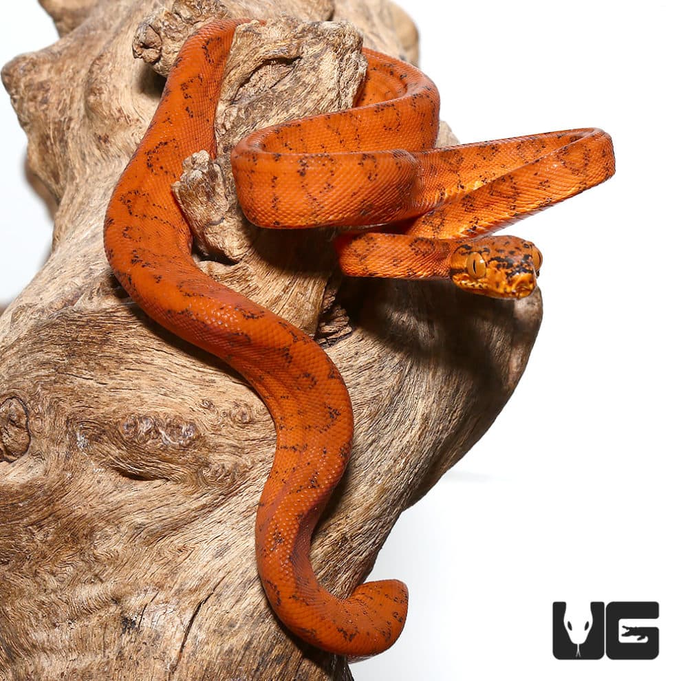 Colored Amazon Tree Boas For Sale - Underground Reptiles