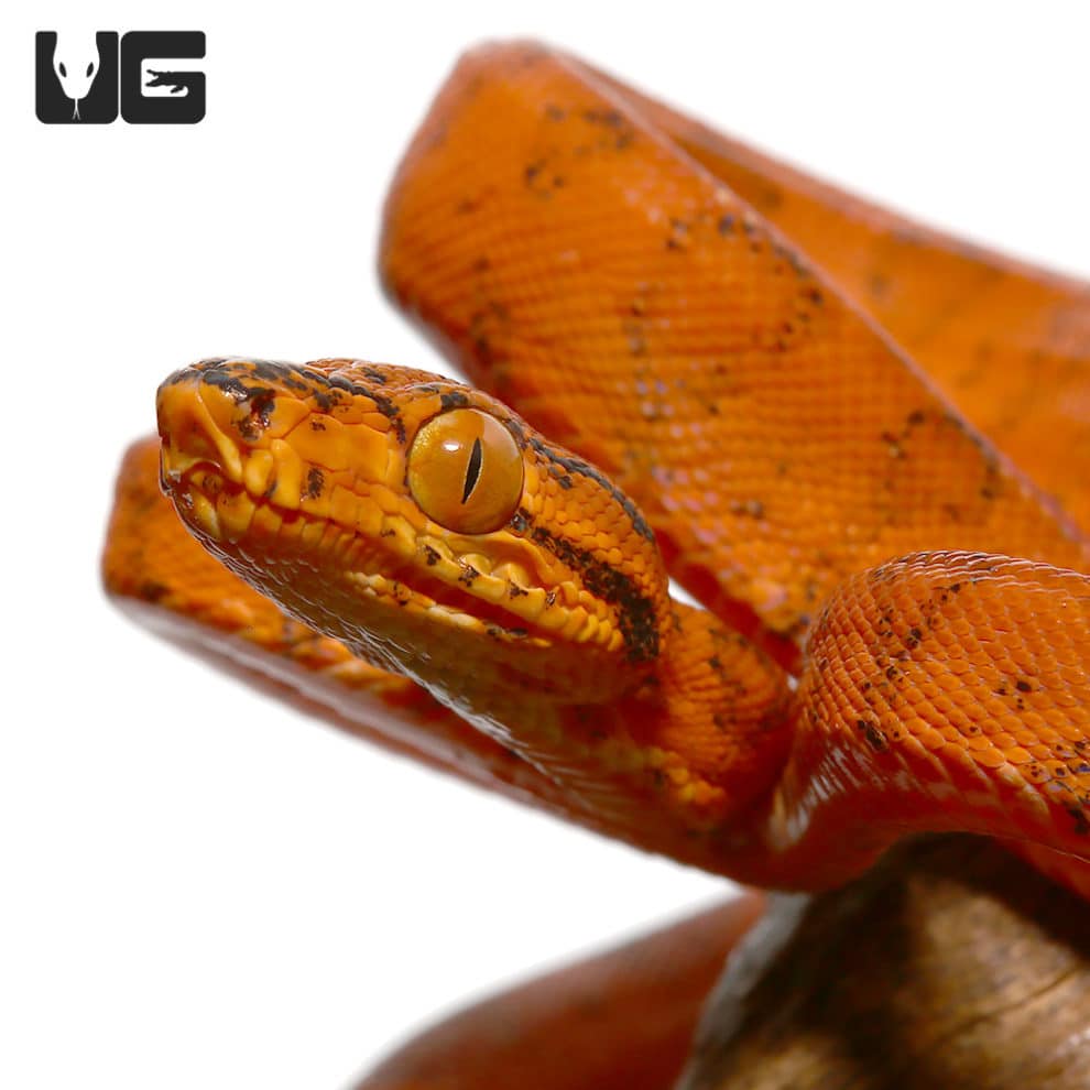 Colored Amazon Tree Boas For Sale - Underground Reptiles