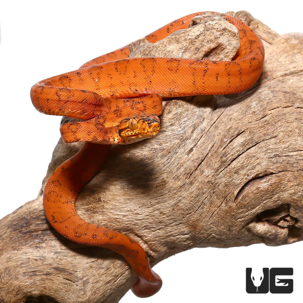 Colored Amazon Tree Boas For Sale - Underground Reptiles