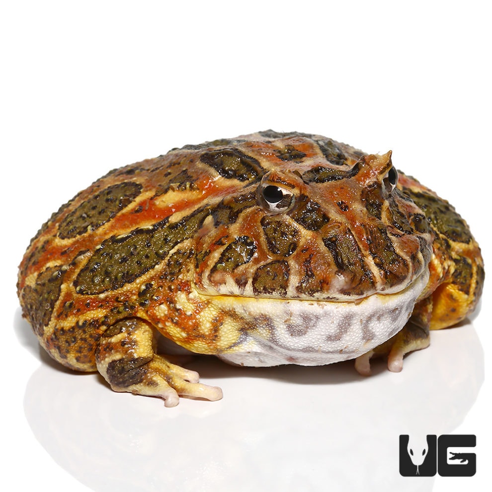 Ornate Pacman Frogs For Sale - Underground Reptiles