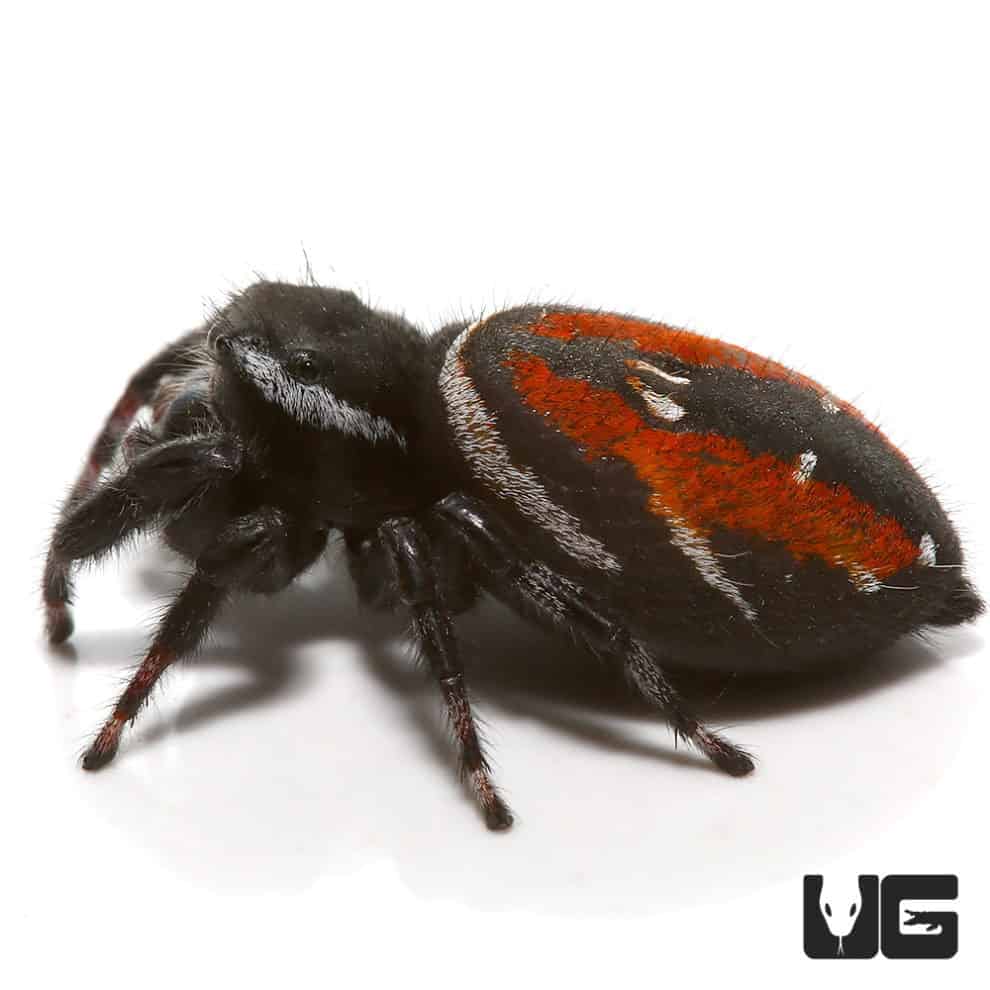 Red Backed Jumping Spider (Phidippus carneus) For Sale - Underground ...