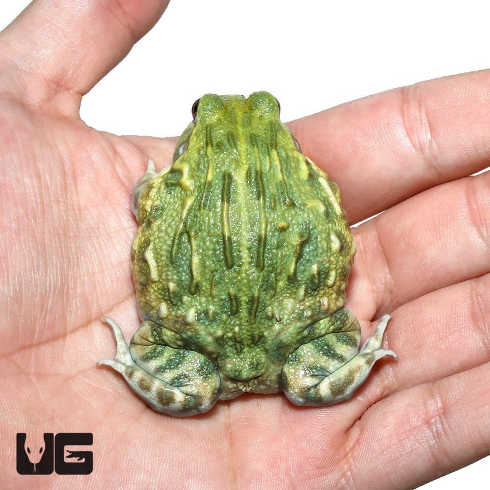 Giant Pixie Frogs For Sale - Underground Reptiles