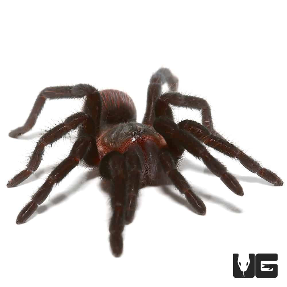 Mexican Red Rump Tarantulas (Brachypelma vagans) For Sale - Underground ...