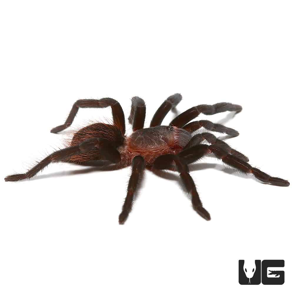 Mexican Red Rump Tarantulas (Brachypelma vagans) For Sale - Underground ...