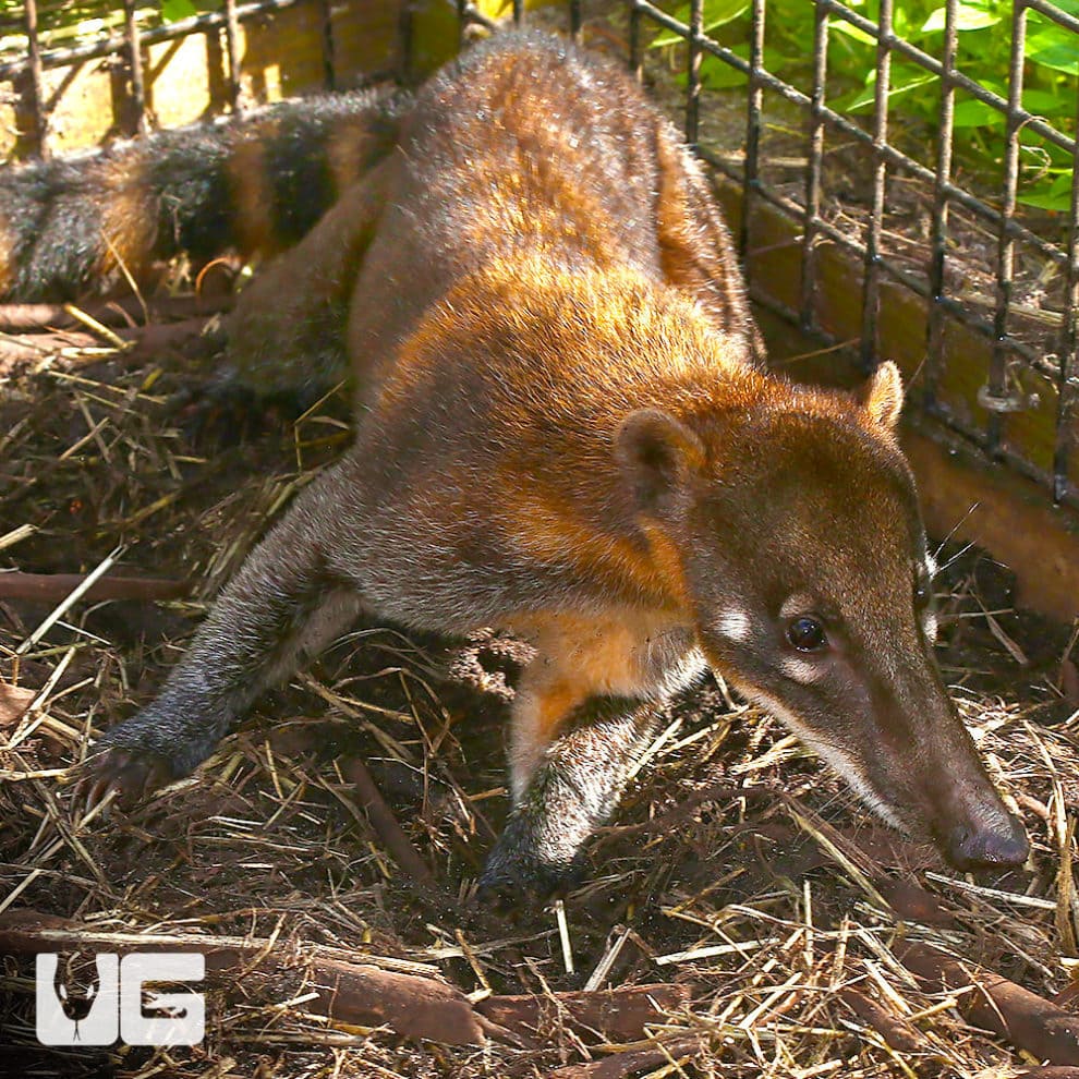 Mountain Coatimundi For Sale - Underground Reptiles
