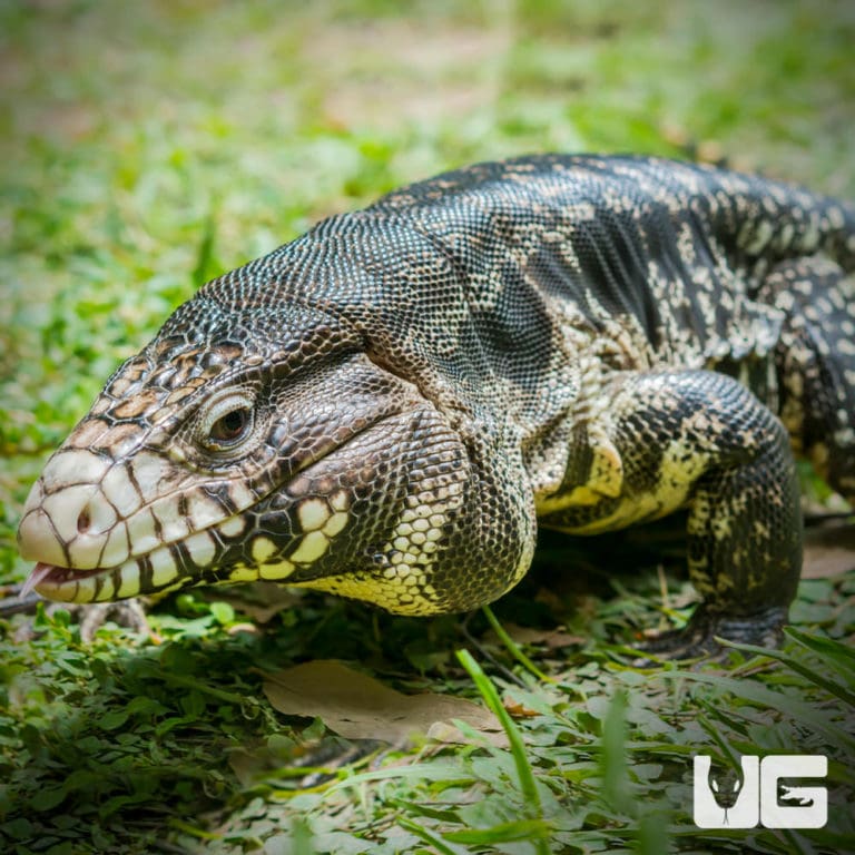 Captive Bred Tegus For Sale - Underground Reptiles