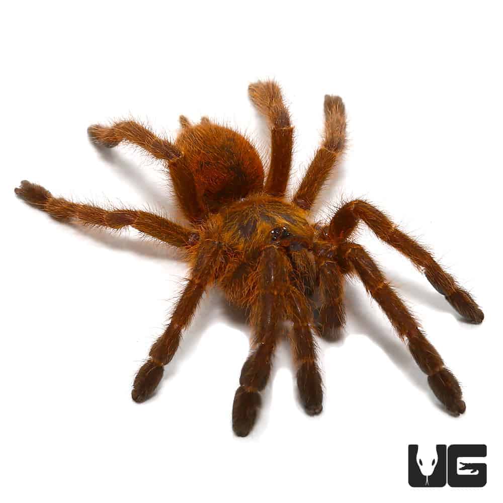 Orange Starburst Baboon Tarantula (Pterinochilus murinus) For Sale ...