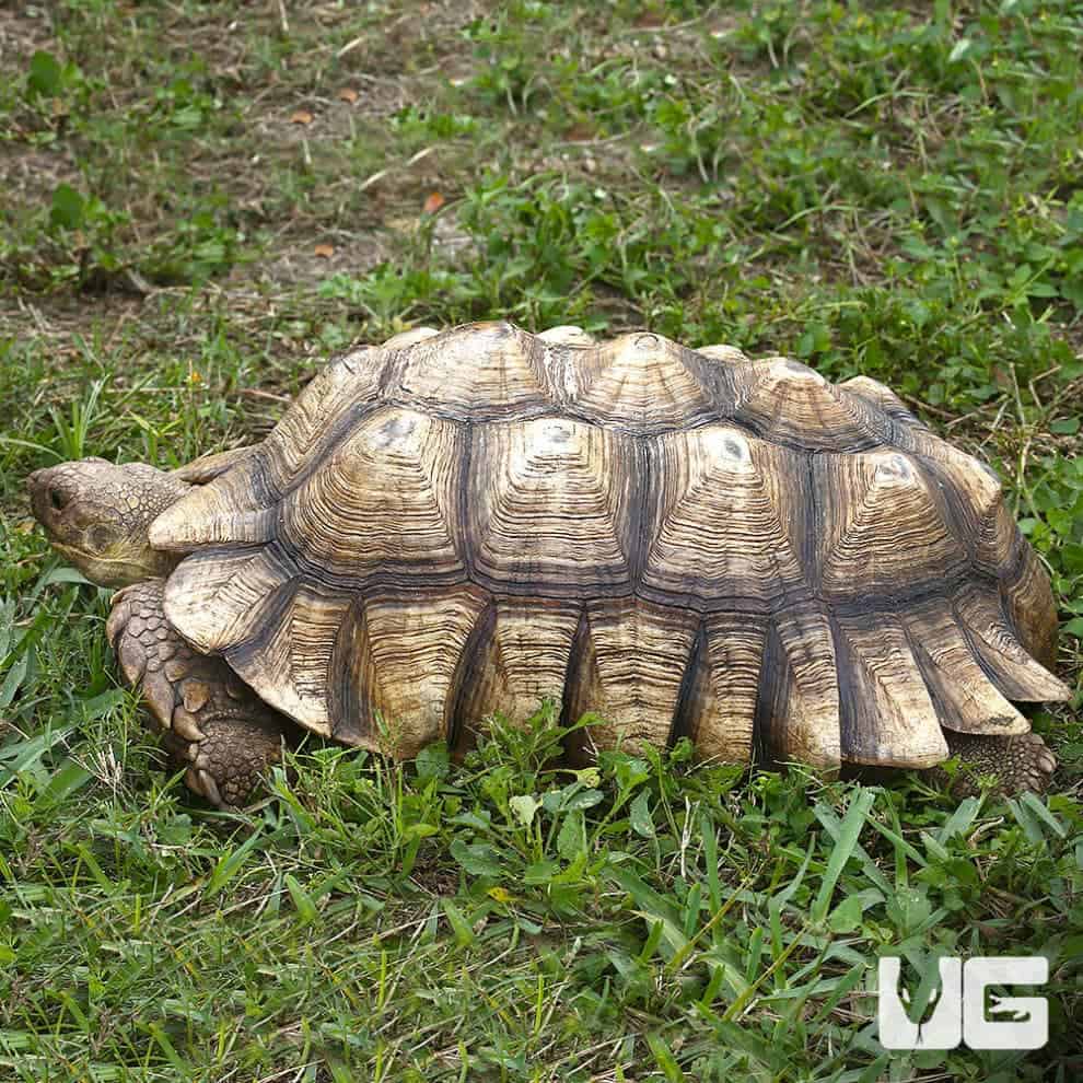 Yearling Sulcata Tortoises For Sale - Underground Reptiles