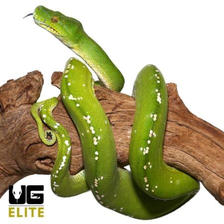 Auctions - Underground Reptiles