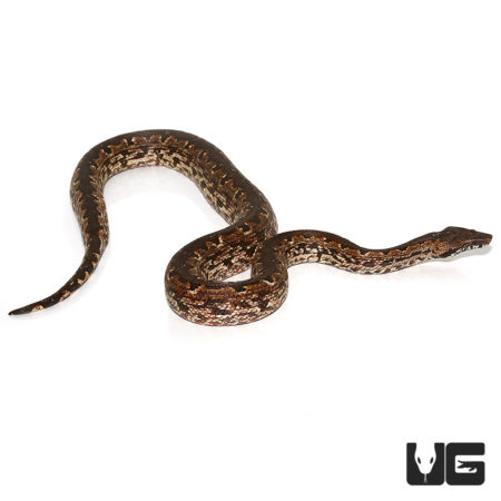 Boas For Sale - Underground Reptiles