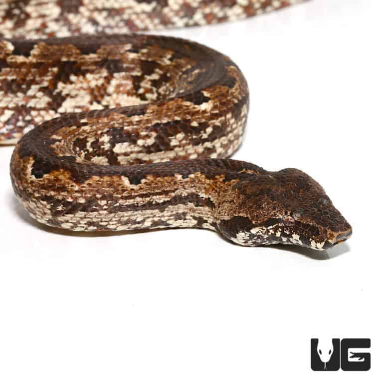 Adult San Isabel Island Ground Boas for sale - Underground Reptiles