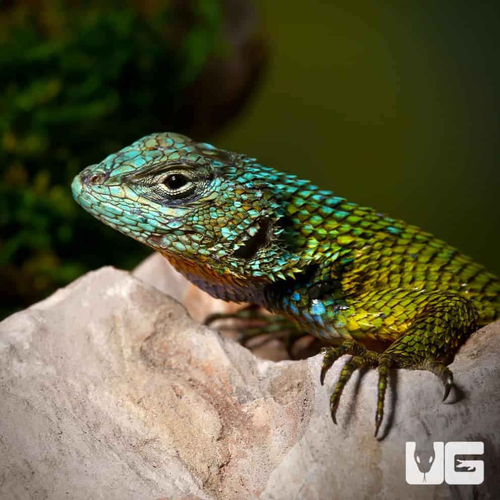 Blue Headed Emerald Swifts For Sale - Underground Reptiles