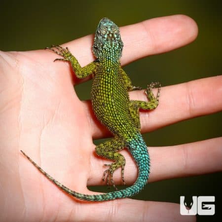 Blue Headed Emerald Swifts For Sale - Underground Reptiles