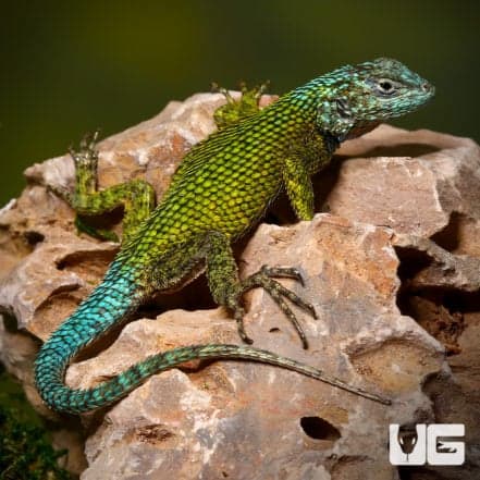 Blue Headed Emerald Swifts For Sale - Underground Reptiles