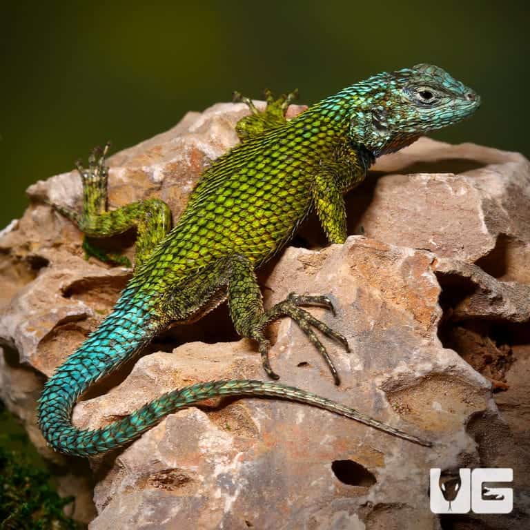 Blue Headed Emerald Swifts For Sale - Underground Reptiles