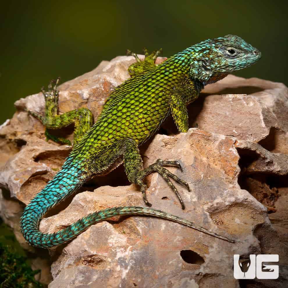 Blue Headed Emerald Swifts For Sale - Underground Reptiles