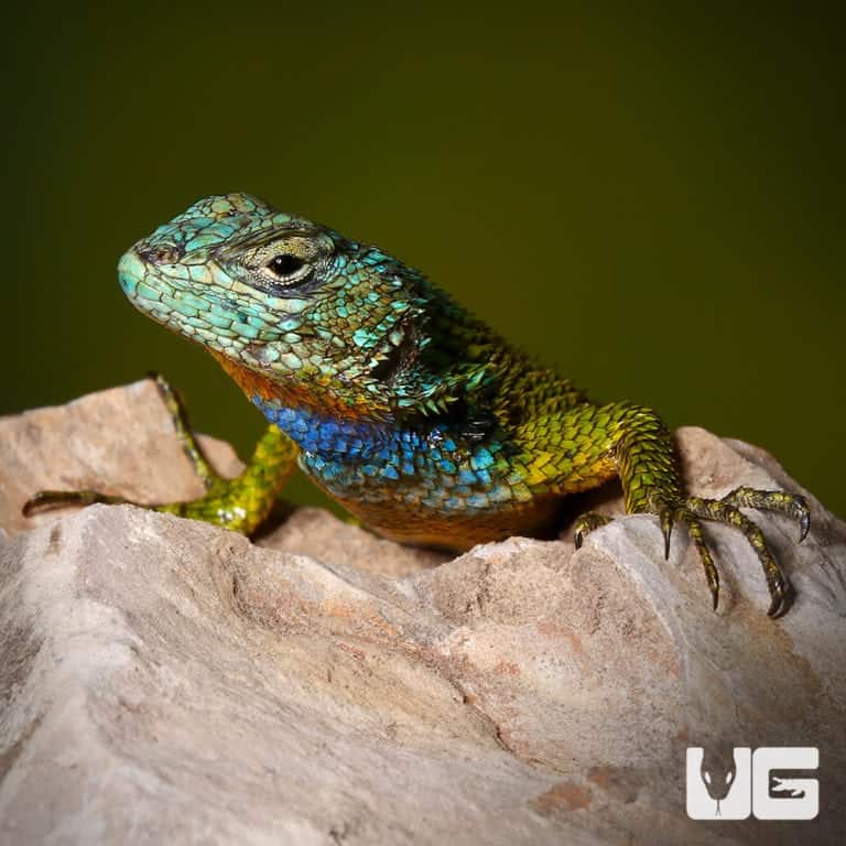 Blue Headed Emerald Swifts For Sale - Underground Reptiles