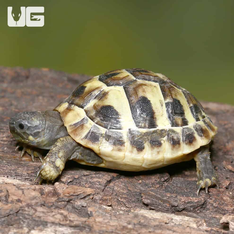 Baby Hermann's Tortoise For Sale - Underground Reptiles