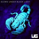 Congo Emperor Scorpion (Pandinus imperator) For Sale - Underground Reptiles