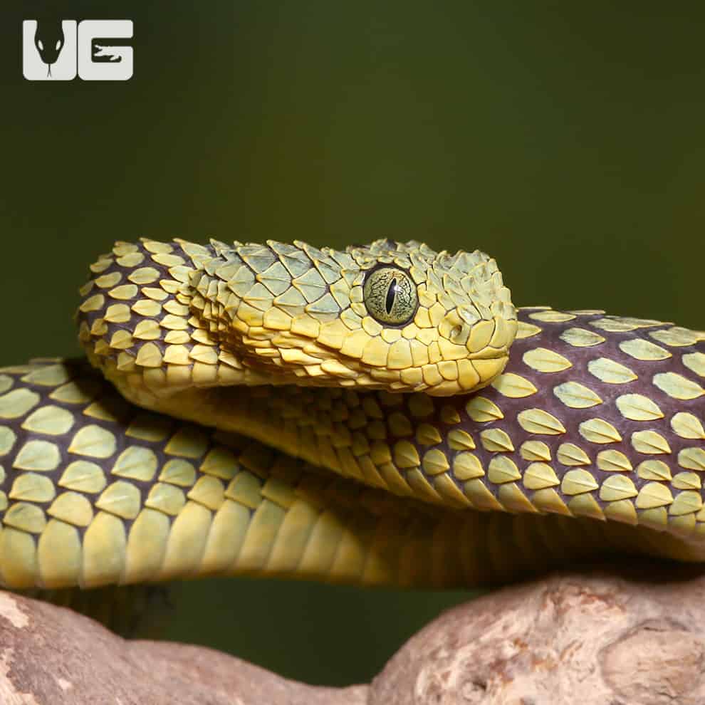 Adult Banded Green Squamigera Bush Viper (Atheris squamigera) For Sale ...