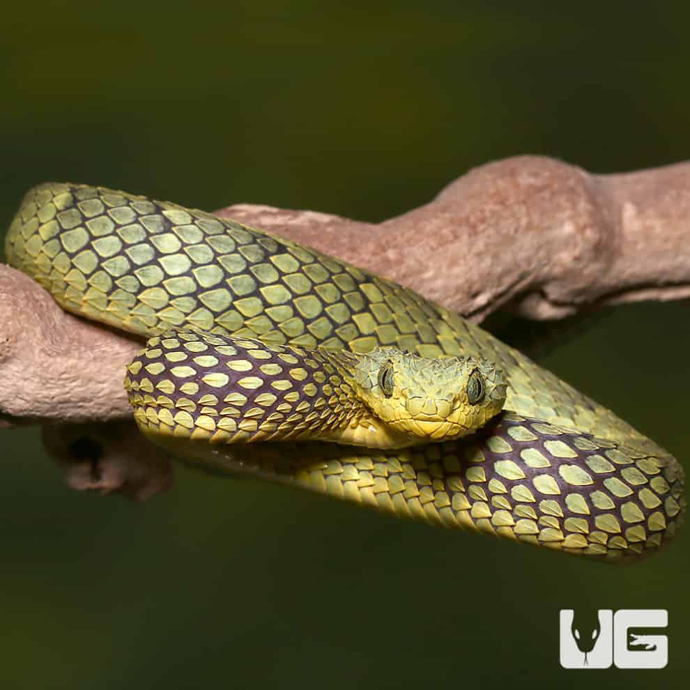 Adult Banded Green Squamigera Bush Viper (Atheris squamigera) For Sale ...