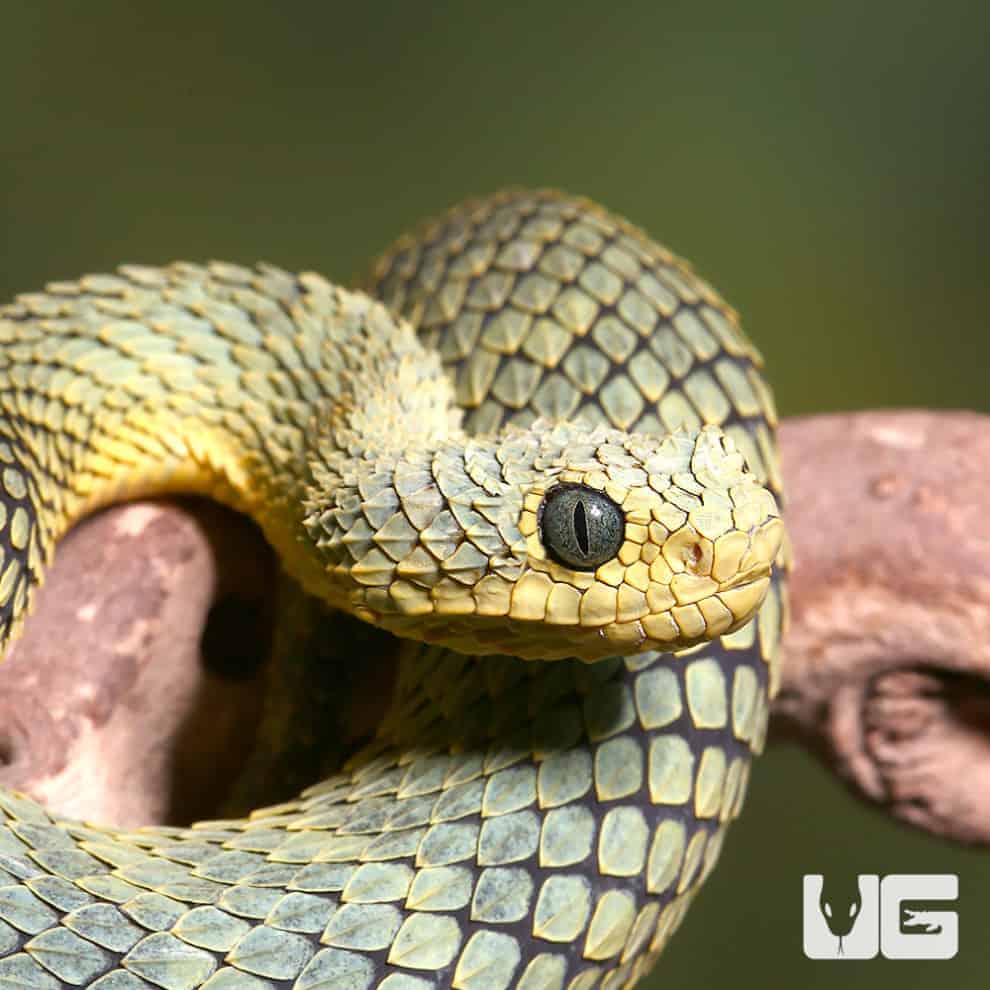 Adult Cool Green Squamigera Bush Viper (Atheris squamigera) For Sale ...