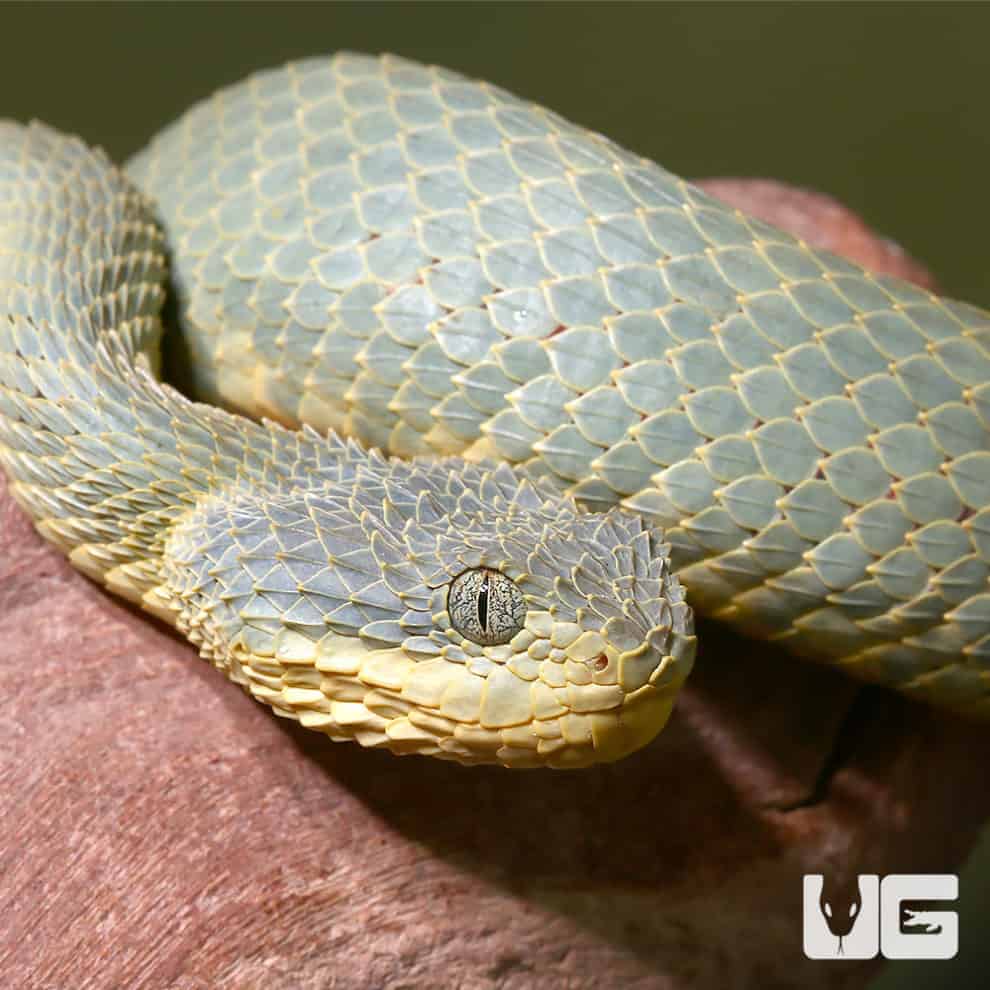 Adult Green Patternless Squamigera Bush Viper (Atheris squamigera) For ...