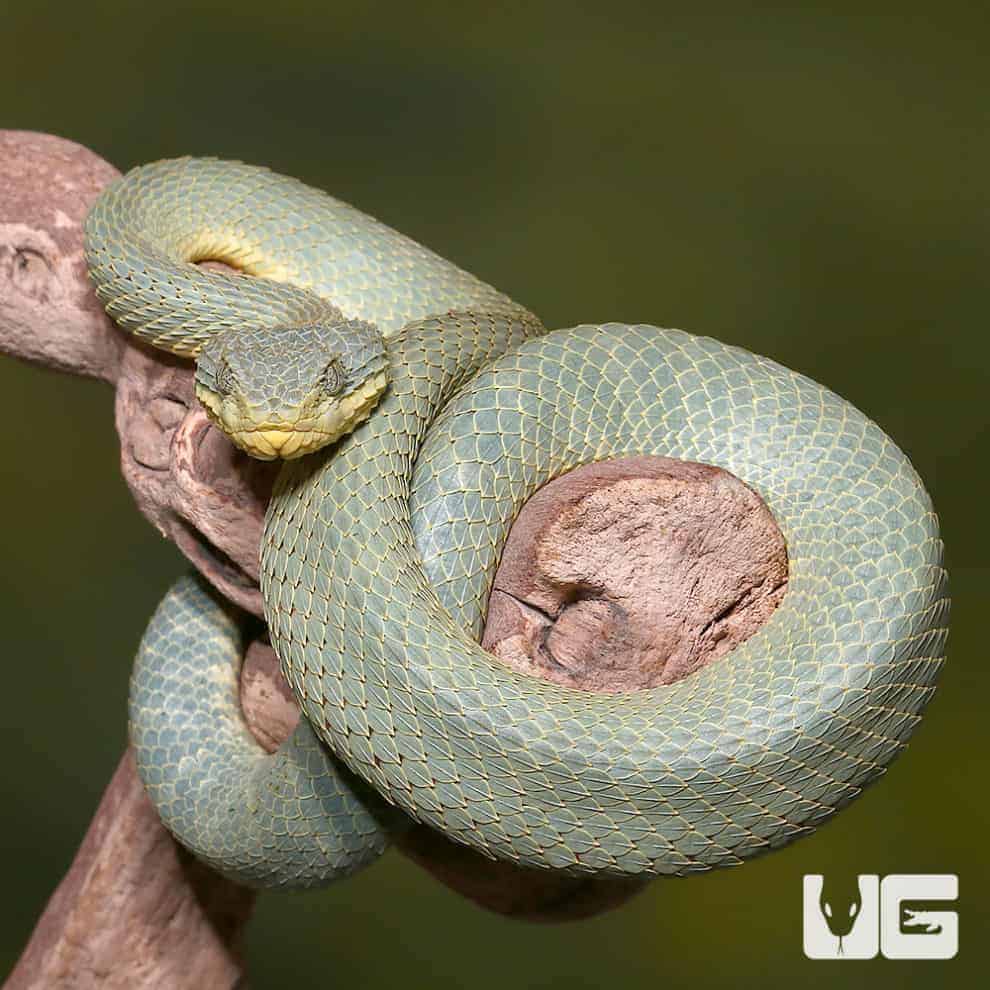 Adult Green Patternless Squamigera Bush Viper (Atheris squamigera) For ...