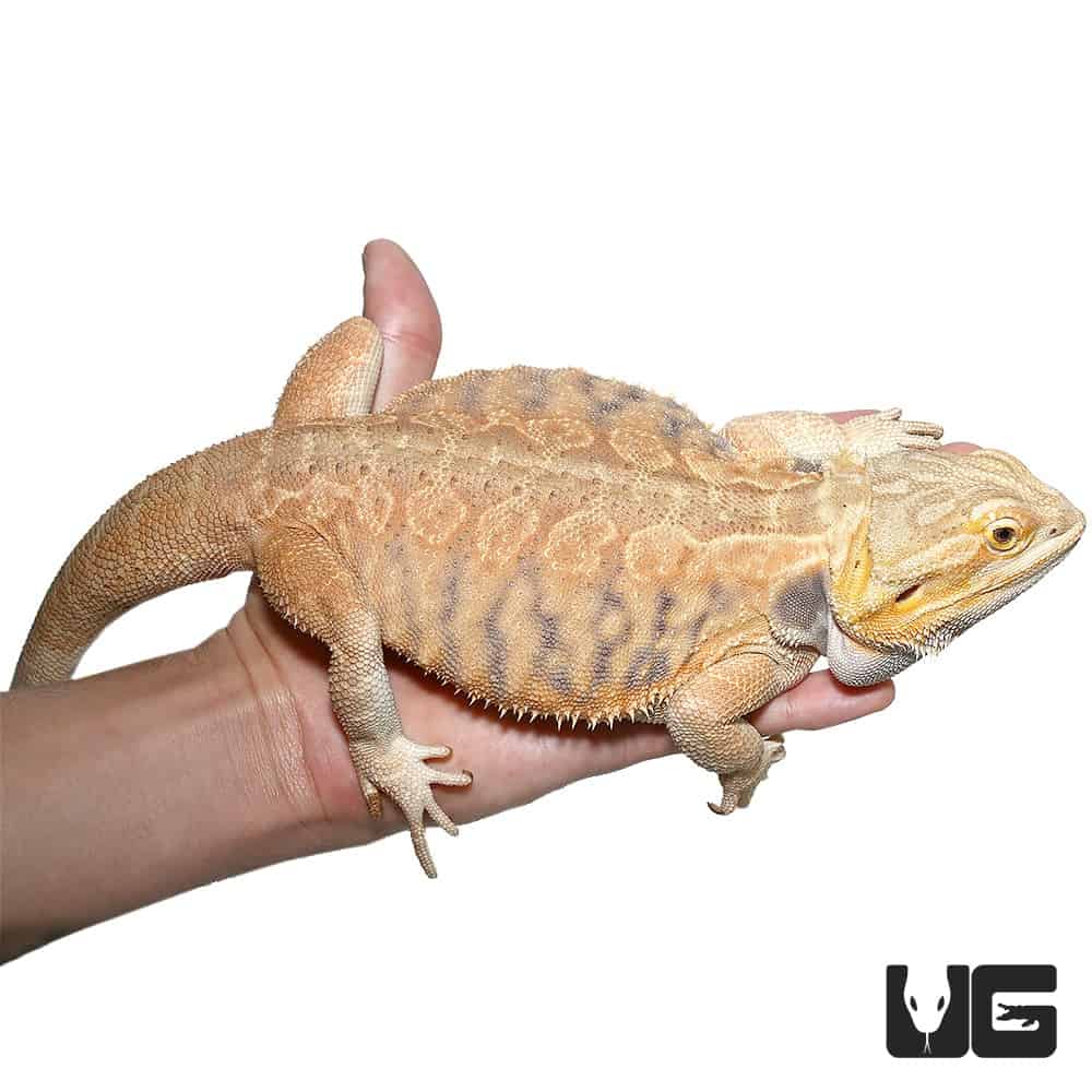 Adult Male Inferno Blue Bar Bearded Dragons (Pogona vitticeps) For Sale ...