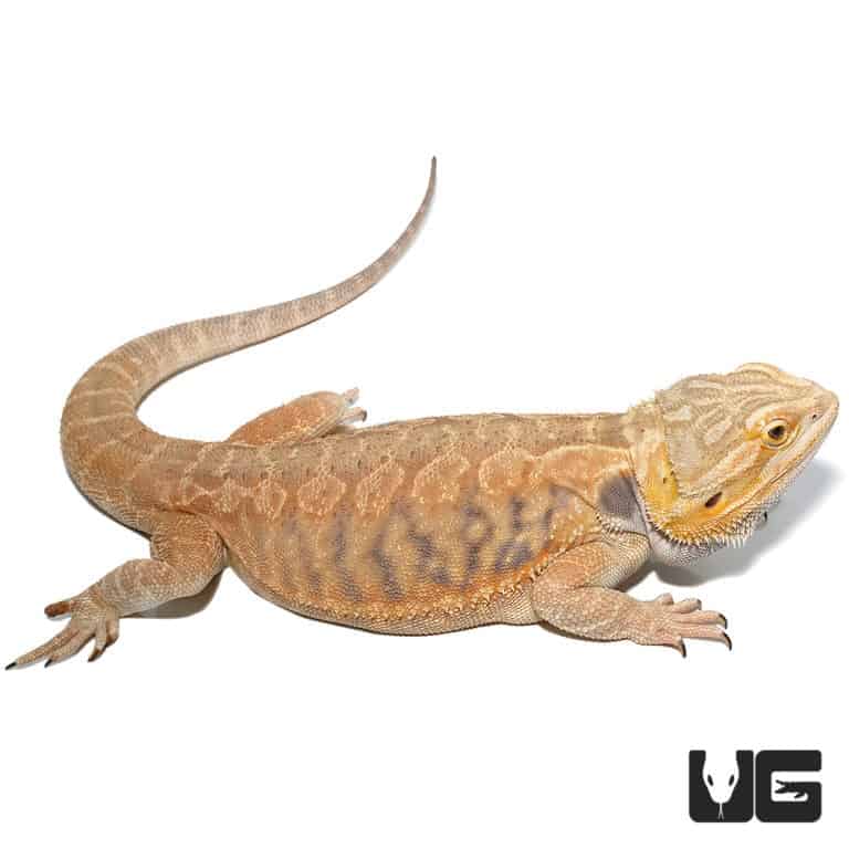 Adult Male Inferno Blue Bar Bearded Dragons (Pogona vitticeps) For Sale ...