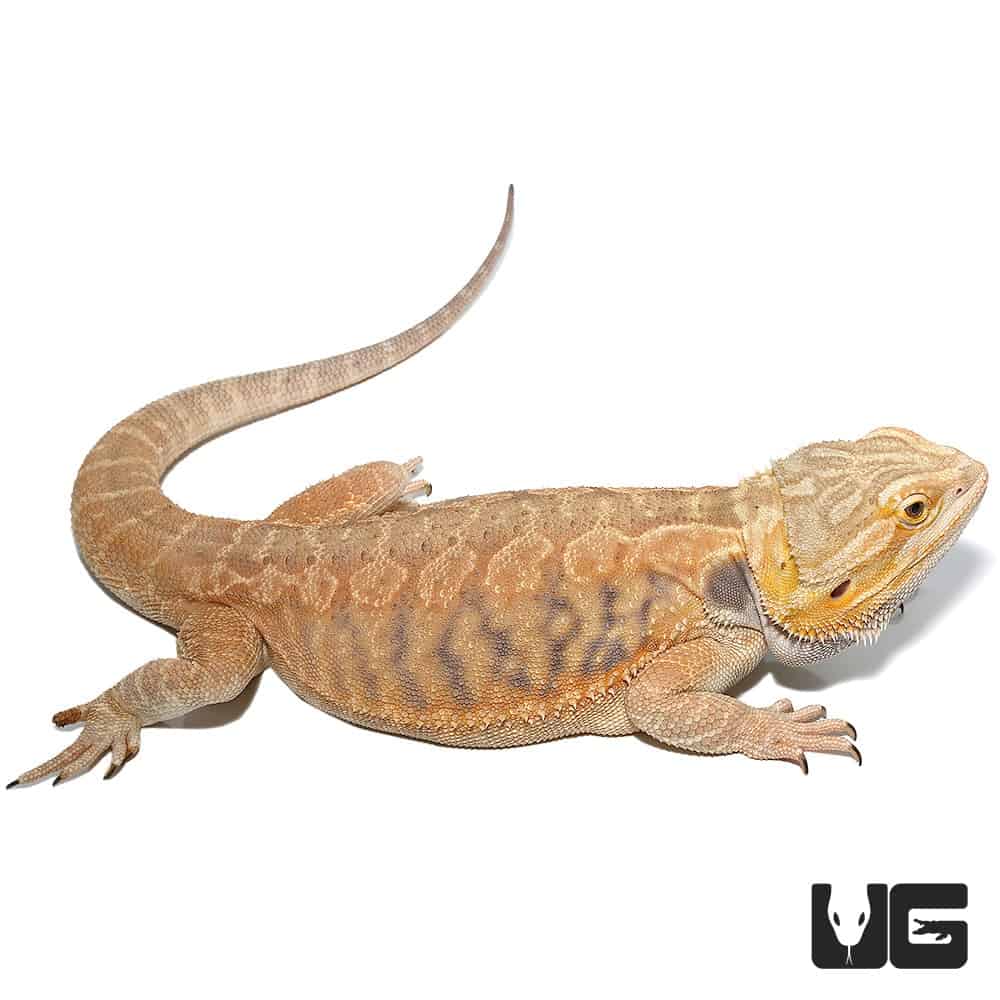 Adult Male Inferno Blue Bar Bearded Dragons (Pogona vitticeps) For Sale ...