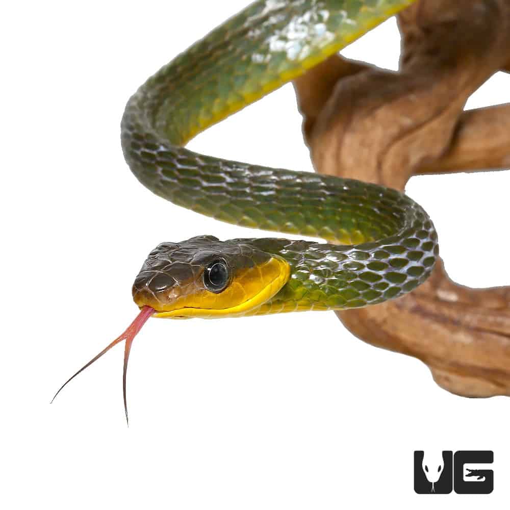 Adult Longtail Machete Snakes (Chironius multiventris) For Sale ...