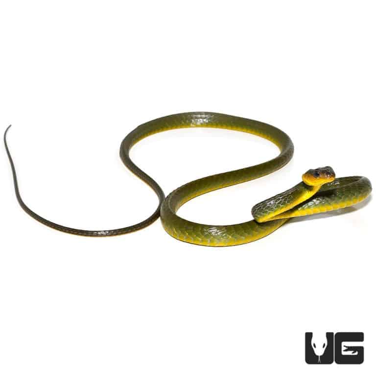 Adult Longtail Machete Snakes (Chironius multiventris) For Sale ...