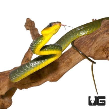 Adult Longtail Machete Snakes (Chironius multiventris) For Sale ...