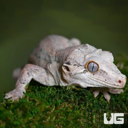 Adult Male Striped Pink Base Gargoyle Geckos (Rhacodactylus auriculatus ...