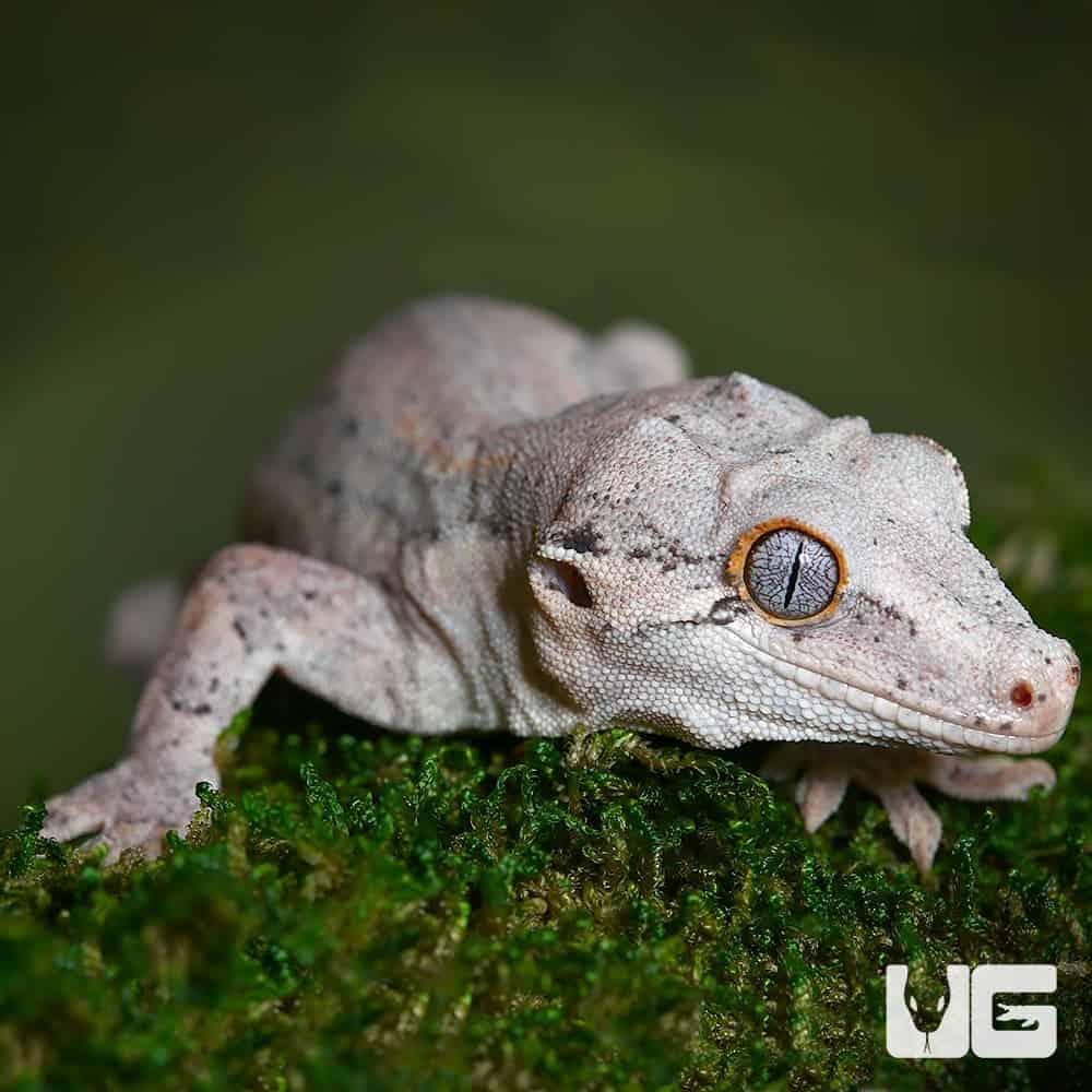 Adult Male Striped Pink Base Gargoyle Geckos (Rhacodactylus auriculatus ...