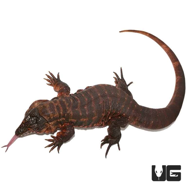 Juvenile Argentine Red Tegus For Sale - Underground Reptiles