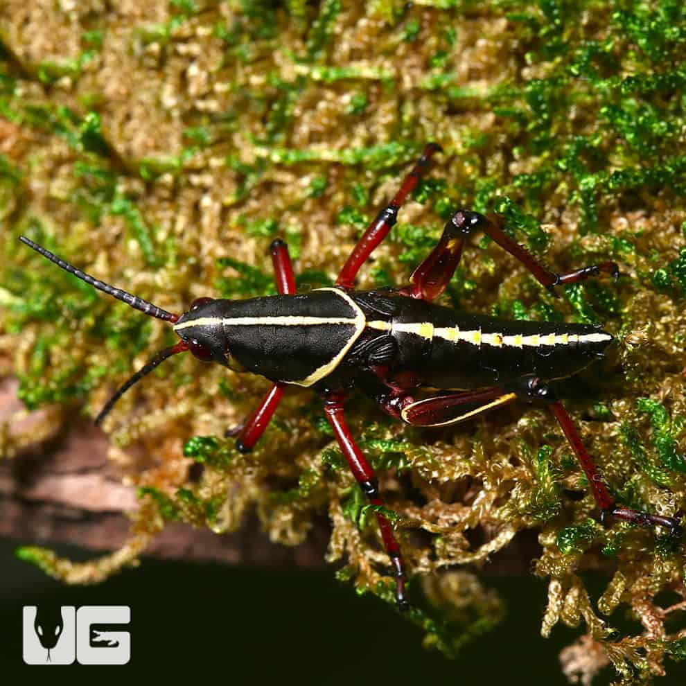 Baby Eastern Lubber Grasshopper For Sale - Underground Reptiles