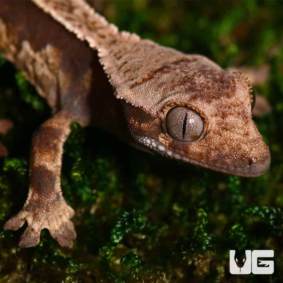 Baby Pinstripe Crested Geckos For Sale - Underground Reptiles