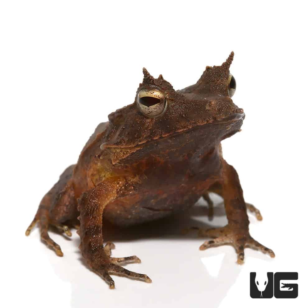 Solomon Island Eyelash Frogs For Sale - Underground Reptiles