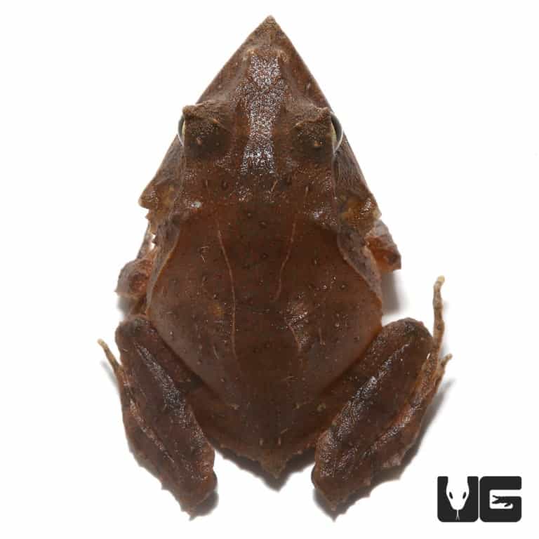 Solomon Island Eyelash Frogs For Sale - Underground Reptiles