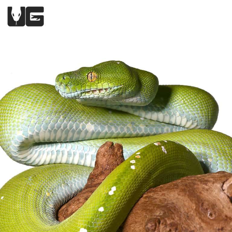 Adult Aru Green Tree Python for sale - Underground Reptiles
