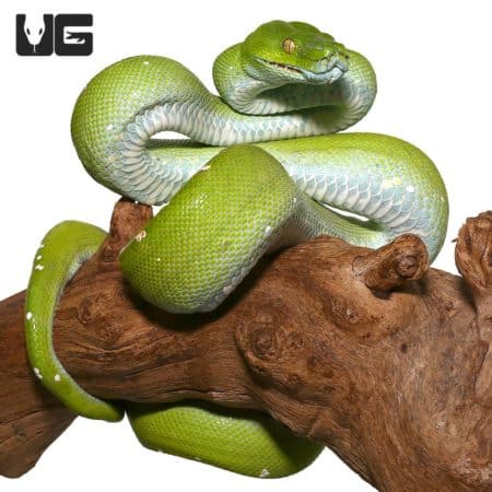 Adult Aru Green Tree Python for sale - Underground Reptiles