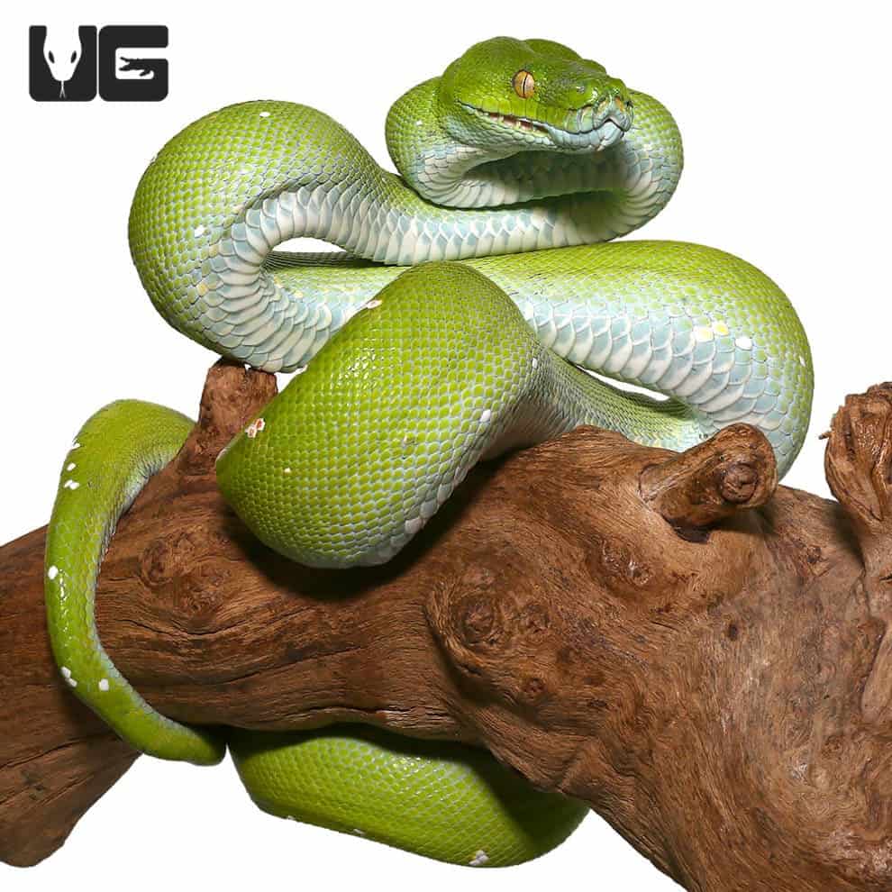 Adult Aru Green Tree Python for sale - Underground Reptiles